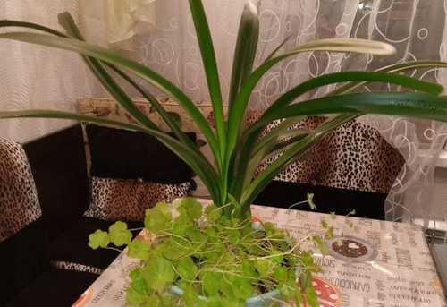 Кливия -комнатное растение