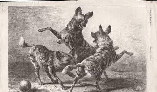 Хромолитографии. Гравюры. Собаки. 19 век