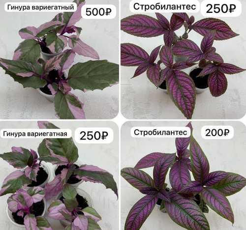 Стробилантес,гинура вариегатная