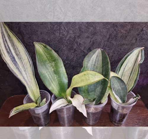 Сансевиерия Бруда С деткой, Sansevieria Bruda