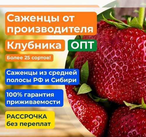 Саженцы клубники оптом. Много сортов