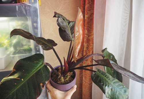 Филодендрон (Philodendron) Black Cardinal