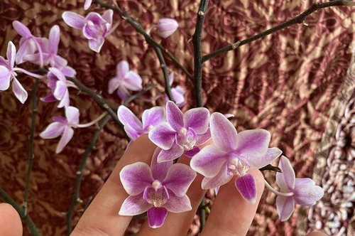 Орхидея фаленопсис Эквестрис Пинк