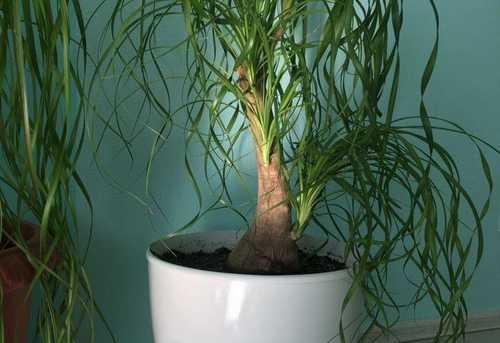Нолина Бокарнея Бутылочное дерево пальма