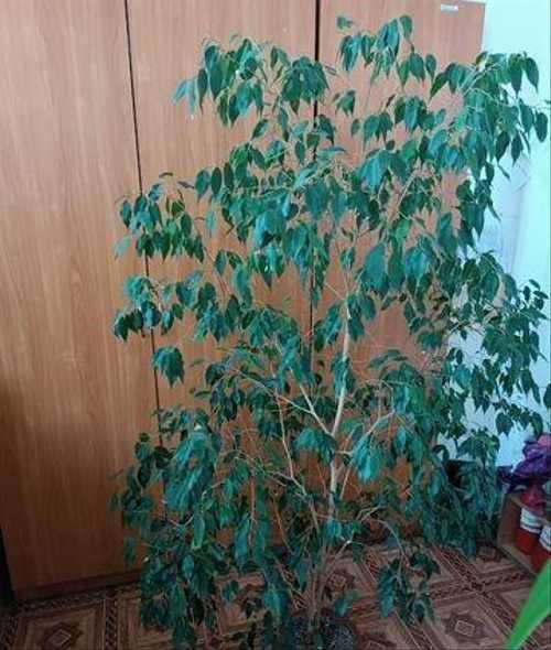 Фикус Бенджамина 2 м