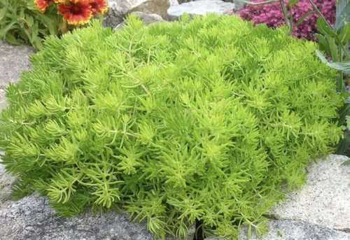 Sedum Lemon Boll