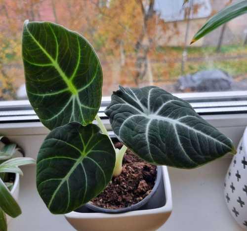 Алоказия Блэк Вельвет (alocasia Black Velvet