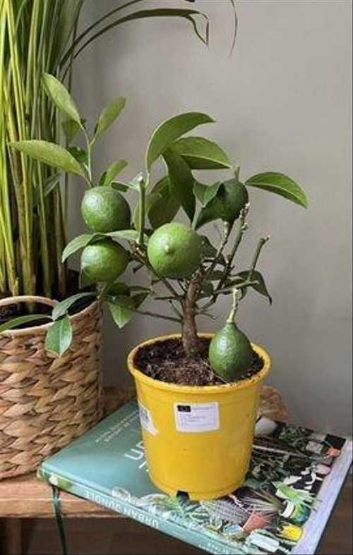 Лимонное дерево с плодами наличие