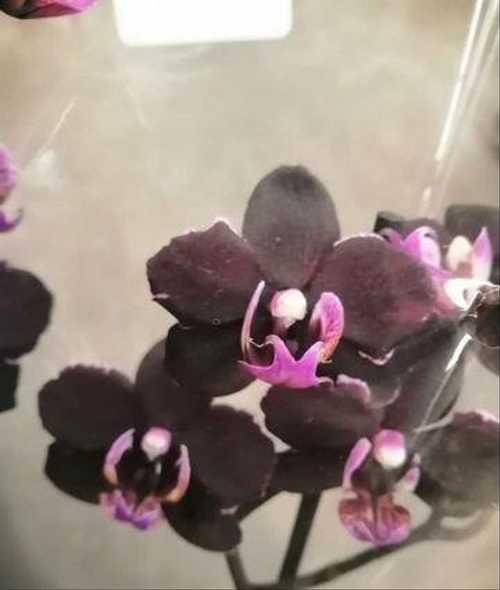 Орхидея фаленопсис гибрид 864