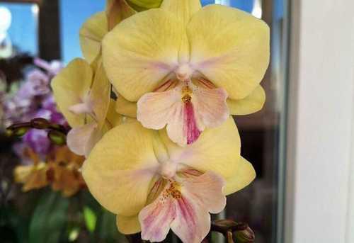 Орхидея фаленопсис биг лип 1 цв