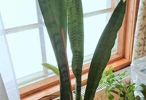 Комнатное растение Сансевьерия. Очищает воздух