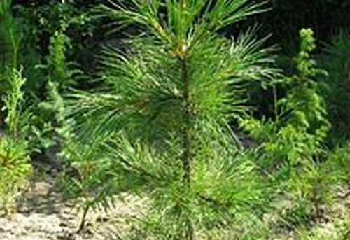 Саженцы сибирского кедра Pinus sibirica