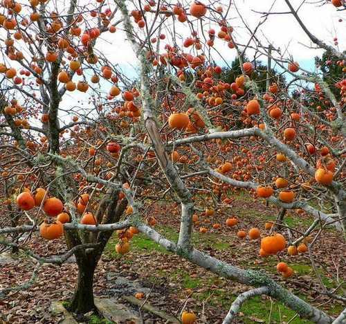 Азимина Хурма виргинская Лимонник китайский