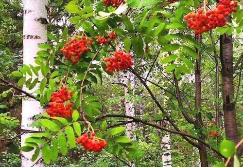 Саженцы рябины, Стефанандра надрезаннолистная