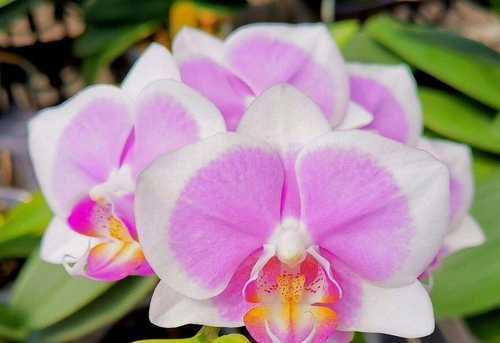 Орхидея фаленопсис бабочка, биглип