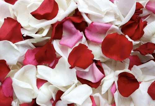 Лепестки роз белые