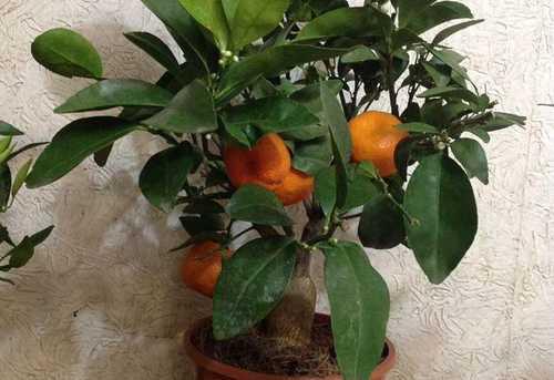 Клементин с яркими оранжевыми плодами к 8 Марта
