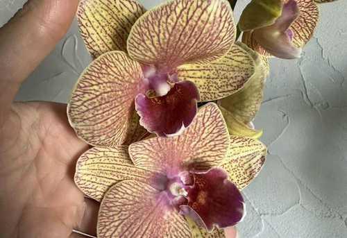 Орхидея фаленопсис биг лип аля Равелло