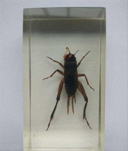 Насекомые в стекле азиатский сверчок Gryllidae
