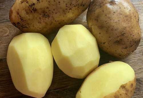 Картофель семенной гала