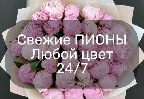 Пионы, цветы, Москва 15 51