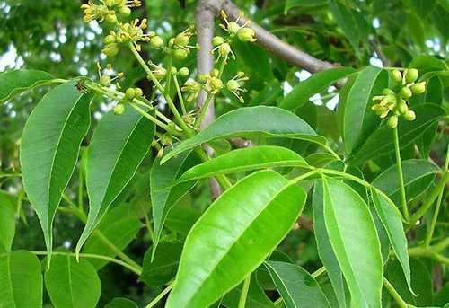 Бархат амурский Phellodendron amurense семена