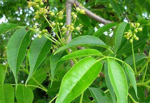 Бархат амурский Phellodendron amurense семена