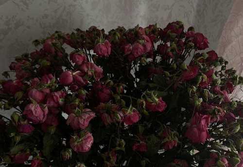 Сухоцветы, роза кустовая розовая