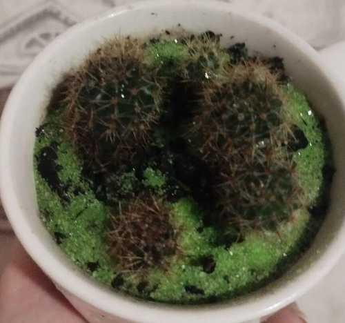 Кактусы и суккуленты