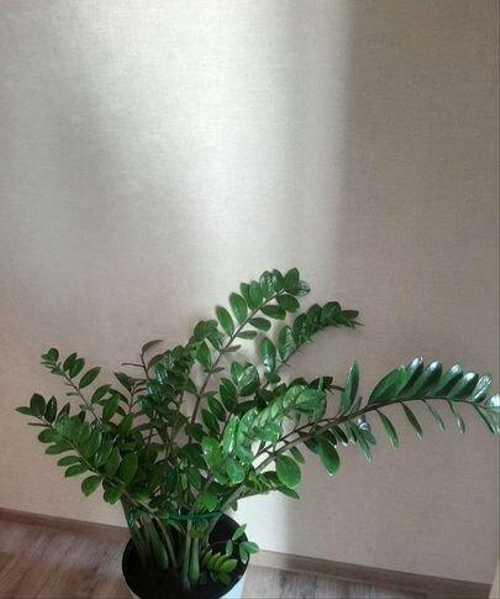 Замиокулькас комнатный цветок растение