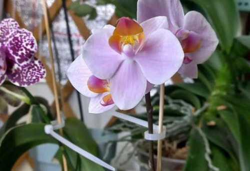 Орхидея фаленопсис Тулкан