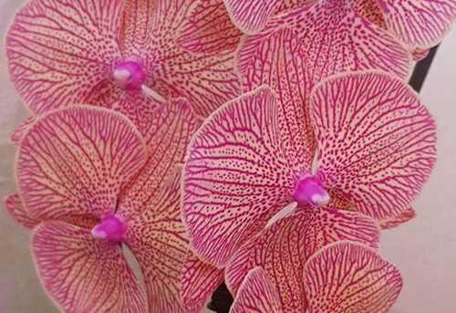 Орхидея фаленопсис Калейдоскоп