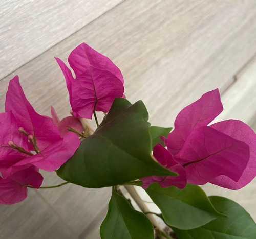 Бугенвиллия