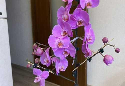 Орхидея фаленопсис розовый без сорта