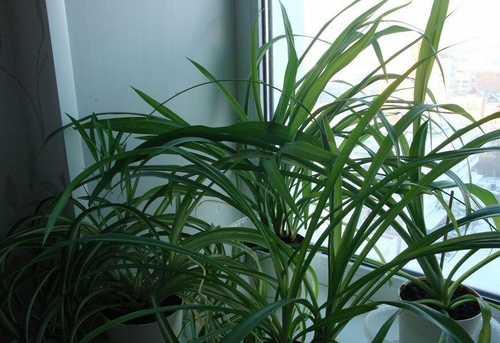 Комнатное растение Хлорофитум