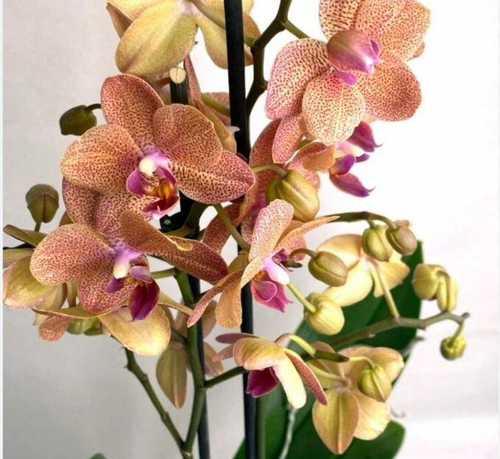 Сортовая ароматная орхидея фаленопсис Sunset Love