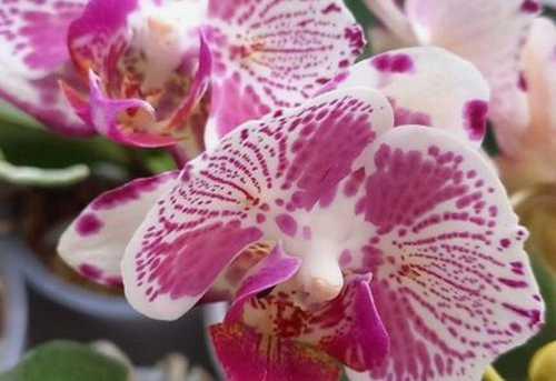 Орхидея фаленопсис бабочка Мадонна