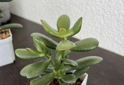 Crassula Red horn