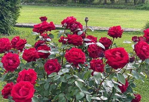 Сбор букетов, свежие Розы от частного лица