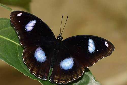 Посещение парка тропических бабочек со скидкой