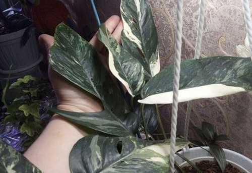 Комнатные растения. Epipremnum Pinnatum variegata