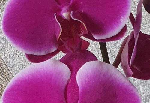 Орхидея фаленопсис Pretoria претория