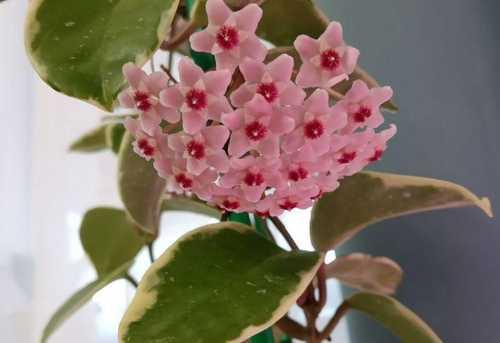 Хойи Лиза, Вайети, Хойя Кримсон Куин