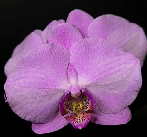 Орхидея фаленопсис Phal. Sogo F4362