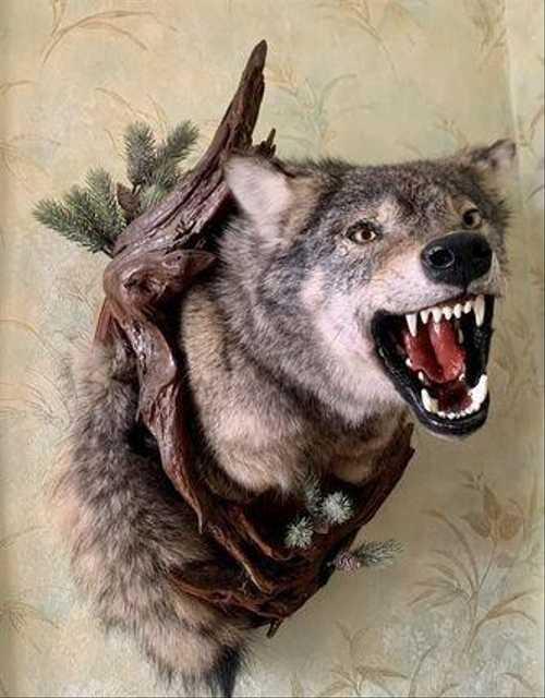 Чучело волка