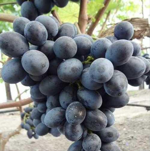 Саженцы винограда Дозор Калугина