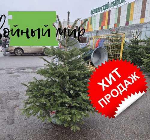 Пихта Нордмана новогодняя