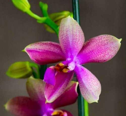 Ароматная орхидея Лиодоро
