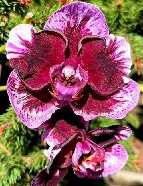 Орхидея фаленопсис гибрид