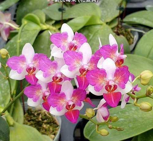 Орхидея Phal. Liu's Berry 'Trinity'